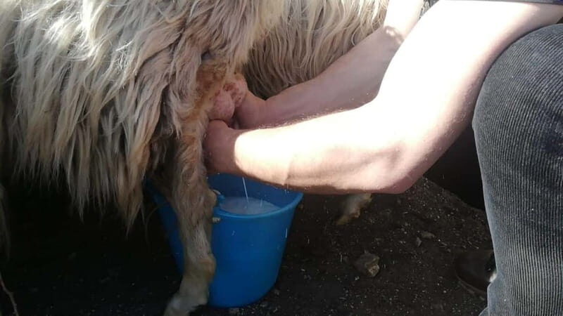 Burgos: sheep milking experience - Key Points