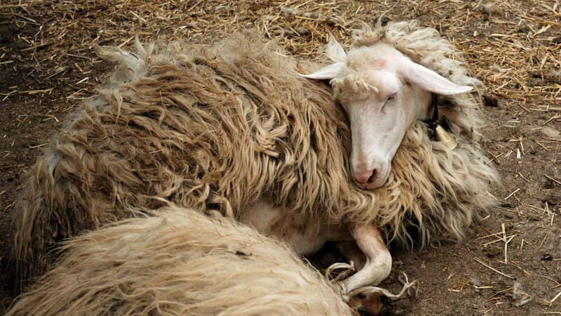 Burgos: sheep milking experience - Practical Details and Value