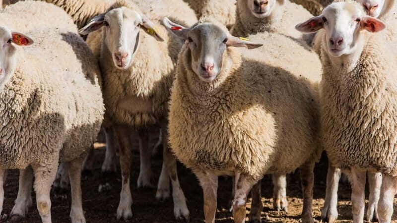 Burgos: sheep milking experience - FAQ