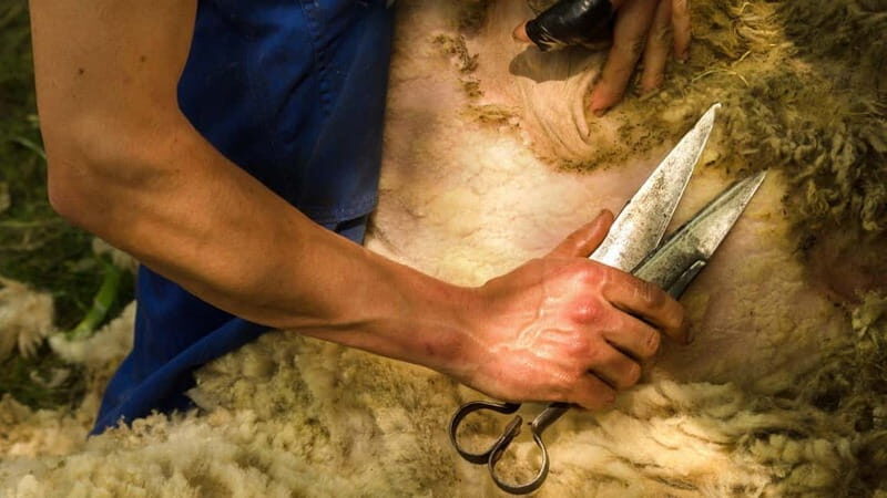 Burgos: sheep shearing experience - A Genuine Look at the Sheep Shearing Experience in Burgos