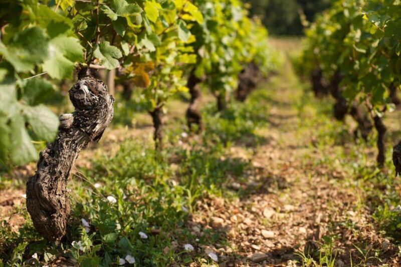 Burgundy: Guided Vineyard and Winery Tour with Wine Tasting - FAQ