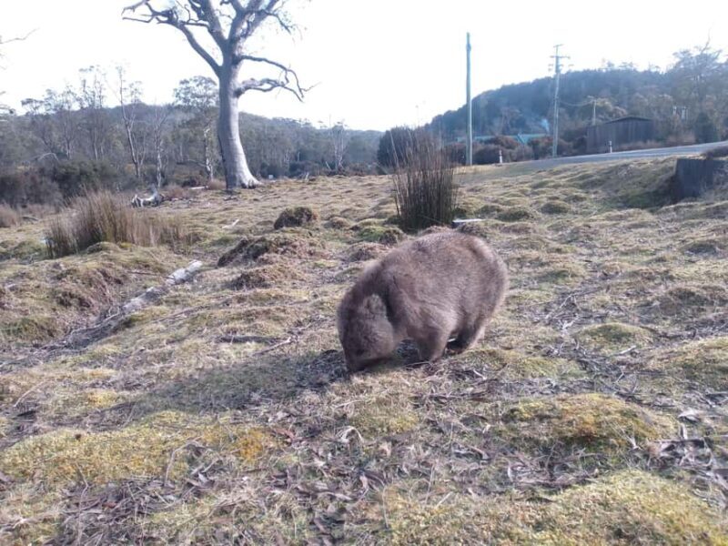 Burnie: Guided 6-hour tour to Cradle Mountain & Dove Lake - The Itinerary: A Closer Look