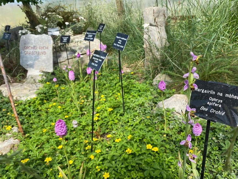 Burren Botany Experience - Key Points