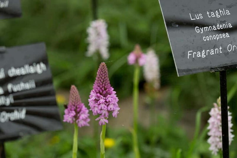 Burren Botany Experience - The Sum Up