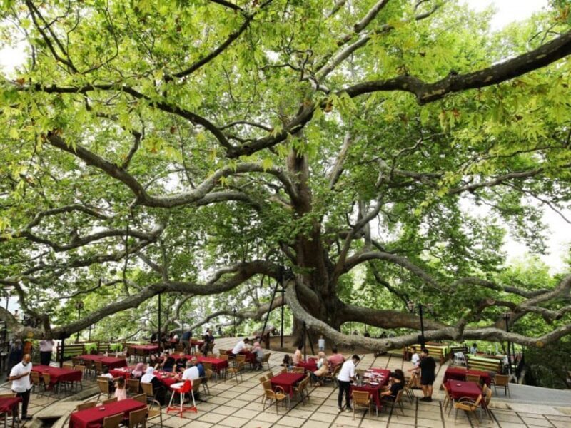 Bursa Full Day Sightseeing Tour from Istanbul - Visiting the Old Tree and Local Rest Stops