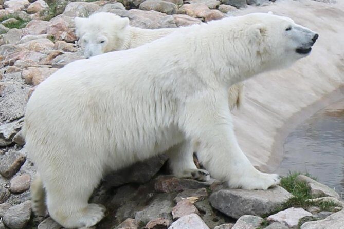 Bus to Ranua Zoo from Rovaniemi - Key Points