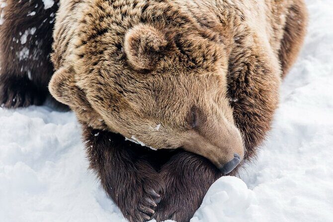 Bus to Ranua Zoo from Rovaniemi - Returning to Rovaniemi: A Relaxed End to Your Arctic Day