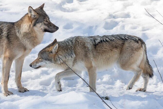 Bus to Ranua Zoo from Rovaniemi - FAQ — Your Practical Questions Answered