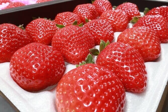 Bus Tour to Dazaifu Yanagawa and Fruits Pick in Fukuoka - Key Points