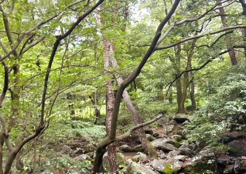 Busan: Beomeosa Temple Tour with Meal and Hike Option - FAQs