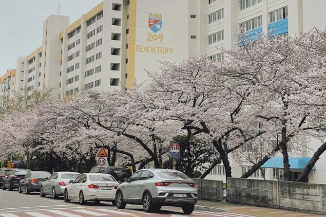 Busan Cherry Blossom Private Day Tour in Jinhae Gyeonghwa Station - A Deep Dive into the Cherry Blossom Tour Experience
