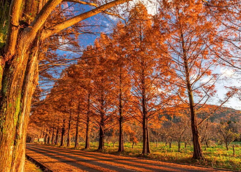 Busan: Damyang Juknokwon Bamboo Forest & Metasequoia Road - Key Points