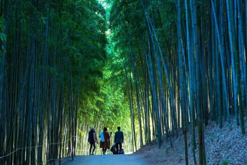 Busan: Damyang Juknokwon Bamboo Forest & Metasequoia Road - An Authentic Nature Escape from Busan