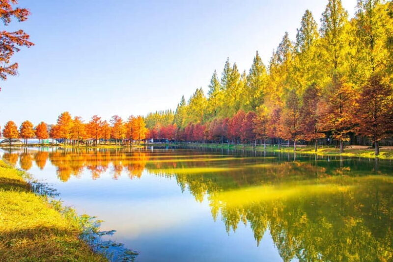 Busan: Damyang Juknokwon Bamboo Forest & Metasequoia Road - What You Can Expect During the Day