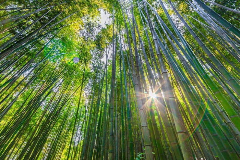 Busan: Damyang Juknokwon Bamboo Forest & Metasequoia Road - Who Should Consider This Tour?