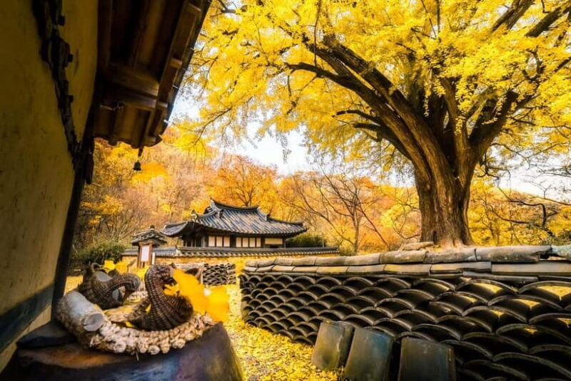 Busan: Gyeongju Autumn Foliage Day Tour with Historic Sites - Introduction to the Tour Experience