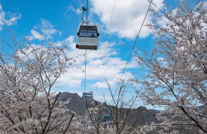 Busan: Hidden Gem Geoje & Oedo Botania Island & Cable car - Authentic Coastal Atmosphere and Local Flavor