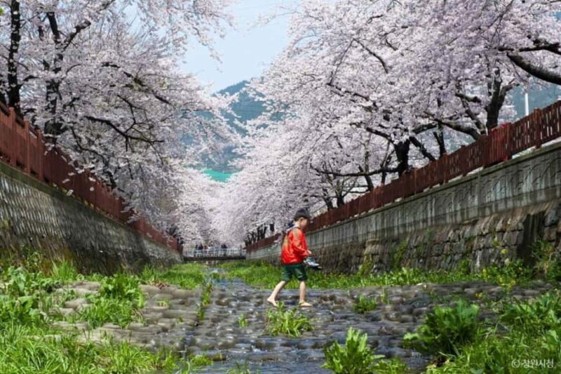 Busan: Jinhae Cherry Blossom Day & Night or 1 Day Tour - Key Points