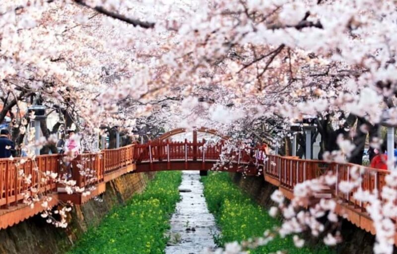 Busan: Jinhae Cherry Blossom Day & Night or 1 Day Tour - An Honest Look at the Tour Experience