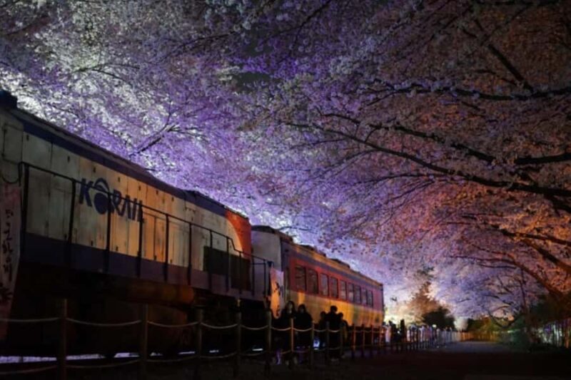Busan: Jinhae Cherry Blossom Day & Night or 1 Day Tour - Practical Details & Value