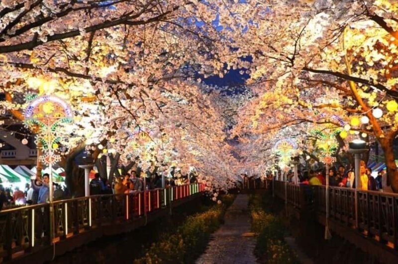 Busan: Jinhae Cherry Blossom Day & Night or 1 Day Tour - Who Will Enjoy This Tour?
