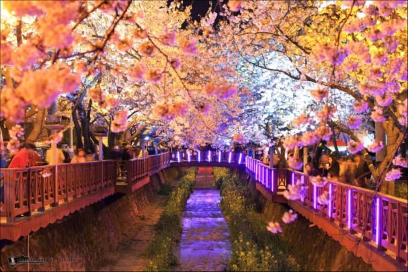 Busan: Jinhae Cherry Blossom Day & Night or 1 Day Tour - The Sum Up: Why This Tour Is Worth Considering