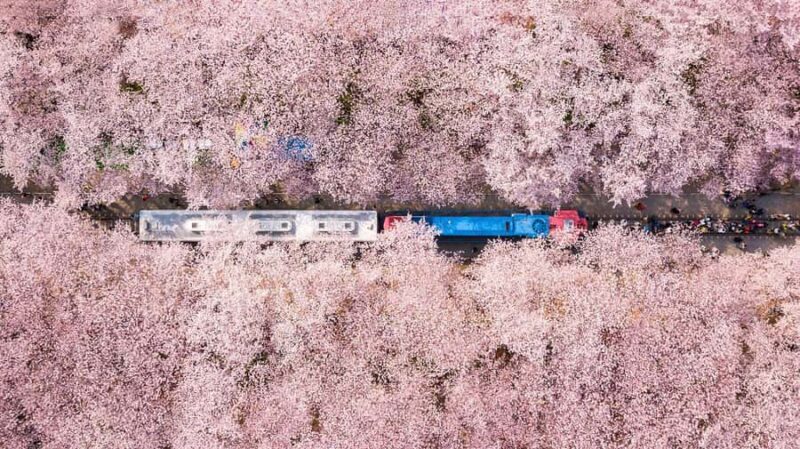 Busan: Jinhae Cherry Blossom Festival Day or Night Tour - The Details of the Itinerary