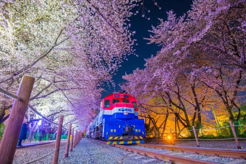 Busan: Jinhae Cherry Blossom Festival Day or Night Tour - Who Should Consider This Tour?