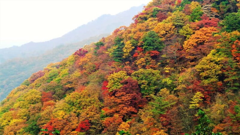 Busan: Mt. Jiri or Juwangsan Park Autumn Foliage Day Tour - Authentic Experiences and Traveler Insights