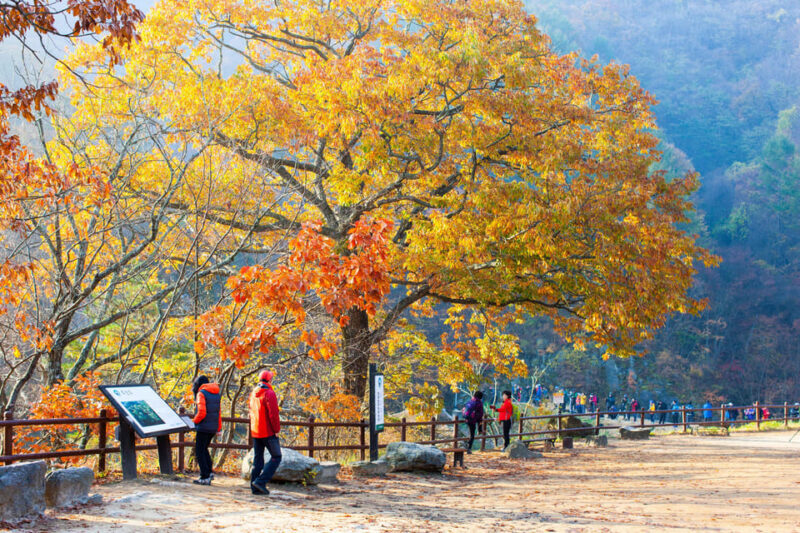 Busan: Mt. Jiri or Juwangsan Park Autumn Foliage Day Tour - Final Thoughts