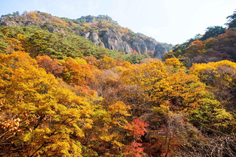 Busan: Mt. Jiri or Juwangsan Park Autumn Foliage Day Tour - FAQ