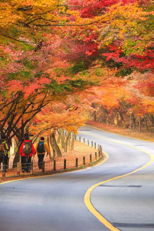 Busan: Naejangsan National Park Autumn Foliage One Day Tour - Key Points