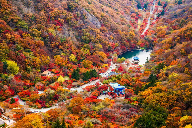 Busan: Naejangsan National Park Autumn Foliage One Day Tour - An In-Depth Look at the Naejangsan Autumn Trip