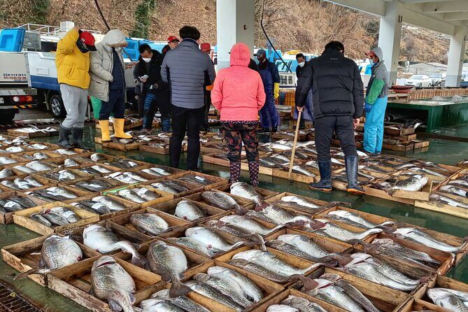 Busan seafood tour : Cod Auction and Clam Auction in Winter - An Authentic Peek into Korea’s Seafood World