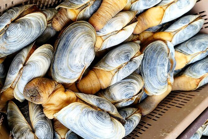 Busan seafood tour : Cod Auction and Clam Auction in Winter - What Travelers Say