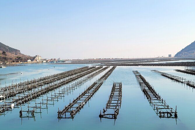 Busan Seafood Tour : Oyster village Tour with Oyster cuisines - The Sum Up