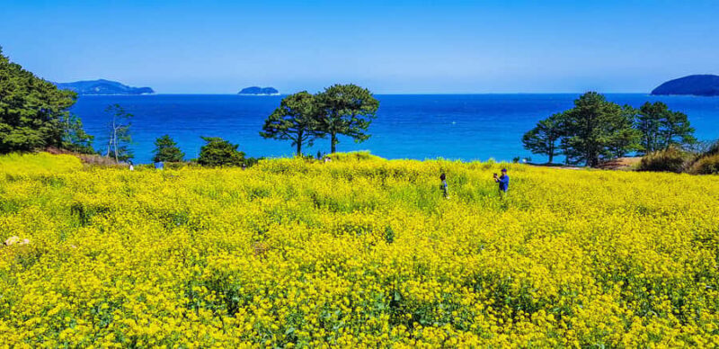 Busan: Sky Capsule or Gyeongju Cherry Blossom Spring Tour - Exploring the Tour Options: Sky Capsule vs. Gyeongju Cherry Blossom Tour