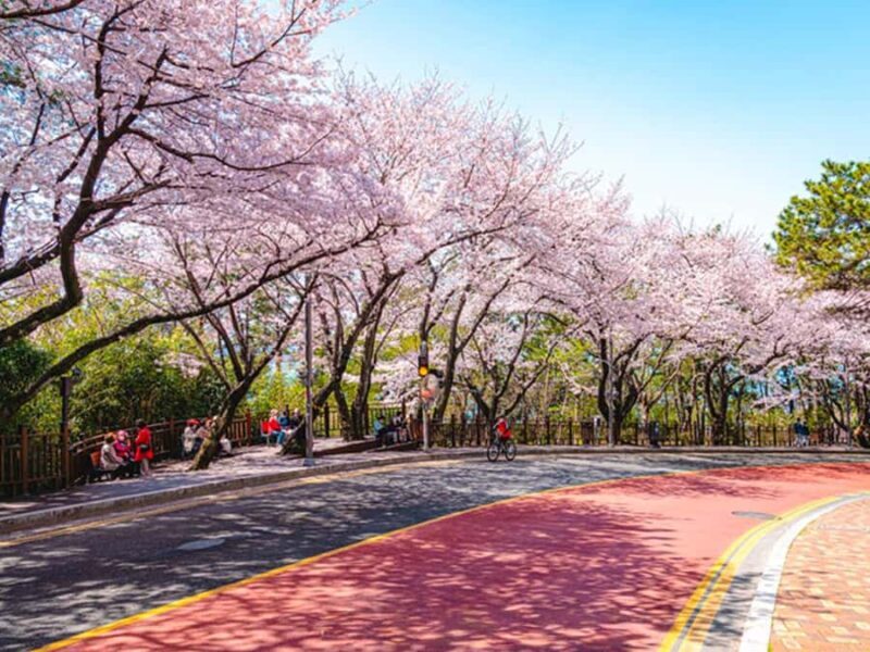 Busan: Spring Cherry Blossom & Gyeongju Highlights Day Tour - An In-Depth Look at the Tour