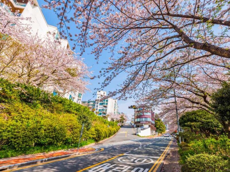 Busan: Spring Cherry Blossom & Gyeongju Highlights Day Tour - The Sum Up