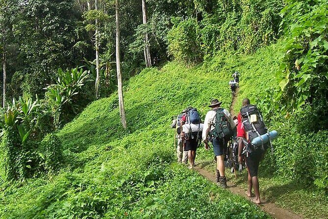 Bush Hiking to explore Wild Plants & Fresh Fruits,Montego Bay - A Genuine Look at the Montego Bay Bush Hiking Tour