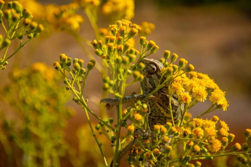 Buskett Woodlands and Dingli Cliffs Private Nature Tour - Key Points
