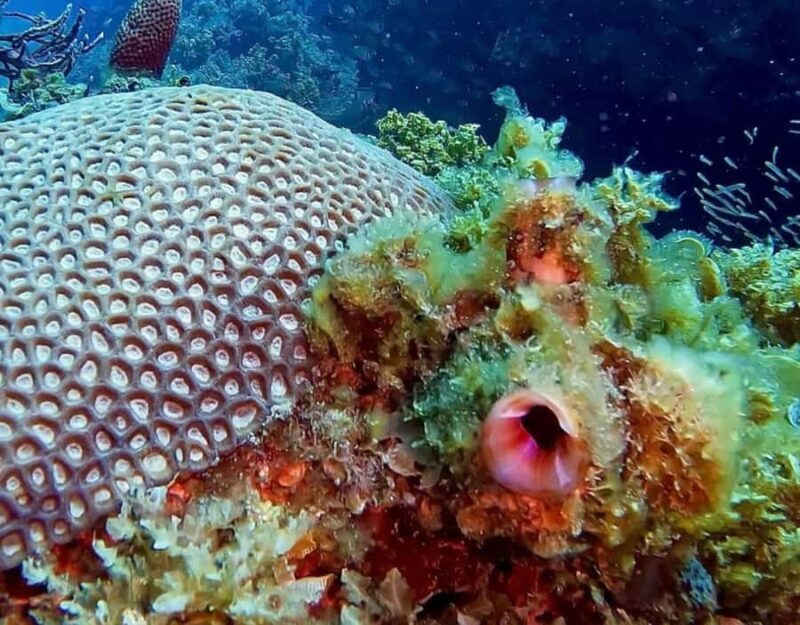 Busselton: 4 Mile Reef Guided Scuba Diving Tour - Key Points