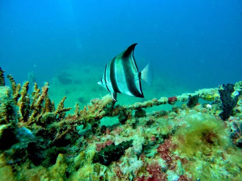 Busselton: 4 Mile Reef Guided Scuba Diving Tour - What Makes This Tour Special?
