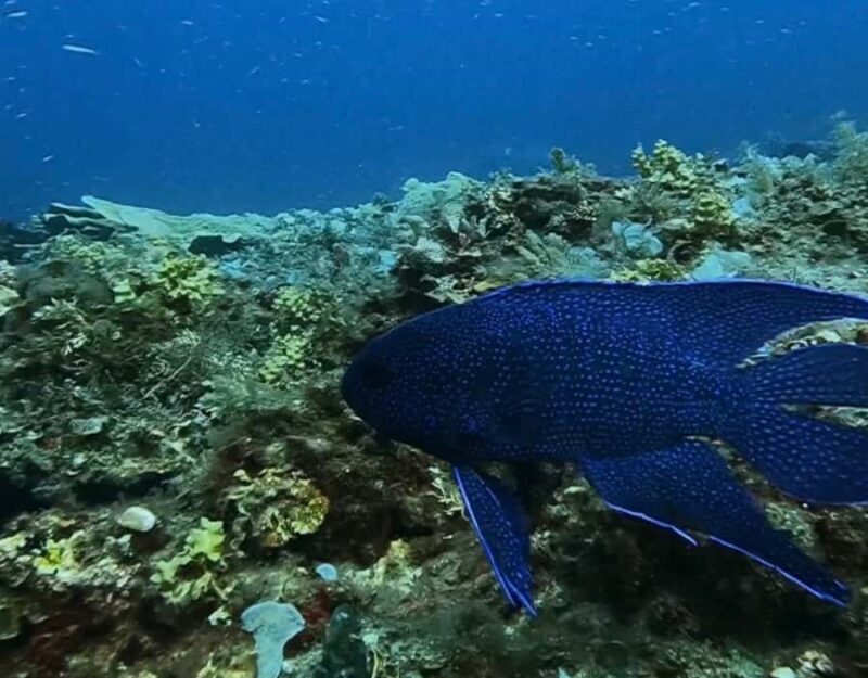 Busselton: 4 Mile Reef Guided Scuba Diving Tour - The Itinerary Breakdown