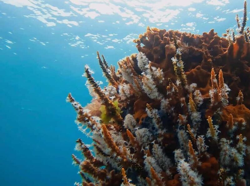 Busselton: Jetty Discover Scuba Diving Experience - An Overview of the Busselton Jetty Discover Scuba Tour