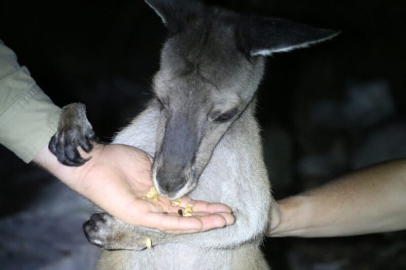 Busselton: Nocturnal Animal Tour - A Detailed Look at the Nocturnal Animal Tour