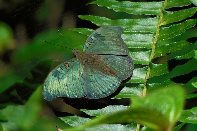 Butterfly and Dragonfly Watching Tours in Sinharaja Rainforest - Key Points