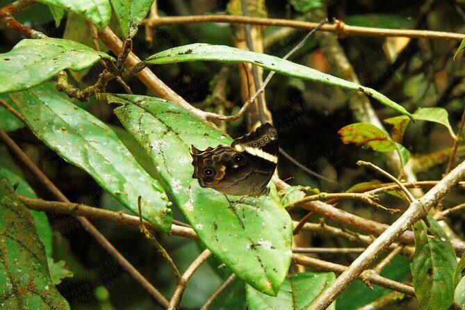 Butterfly and Dragonfly Watching Tours in Sinharaja Rainforest - The Sum Up