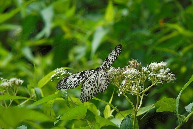 Butterfly and Dragonfly Watching Tours in Sinharaja Rainforest - FAQ