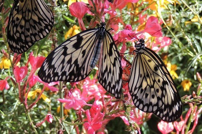 Butterfly Rainforest at Florida Museum of Natural History Ticket - The Sum Up